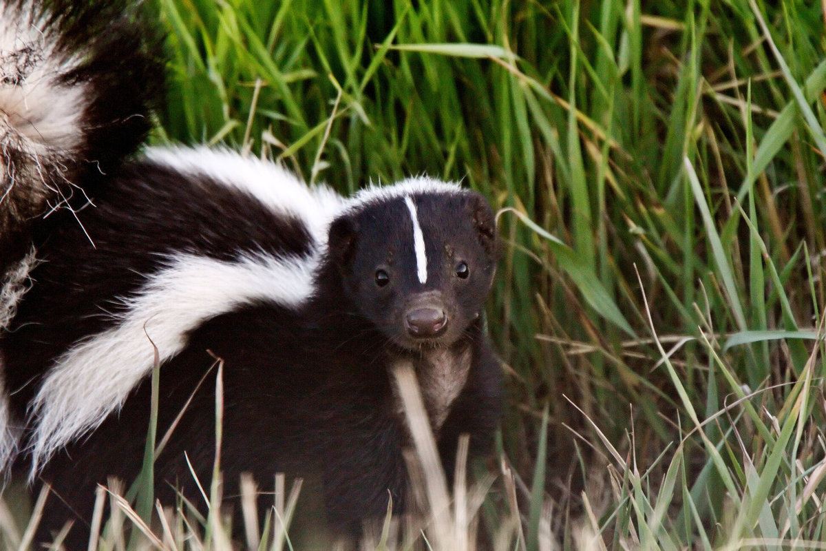 Skunk Removal Cost | Skunk Pest Control | Fixr.com
