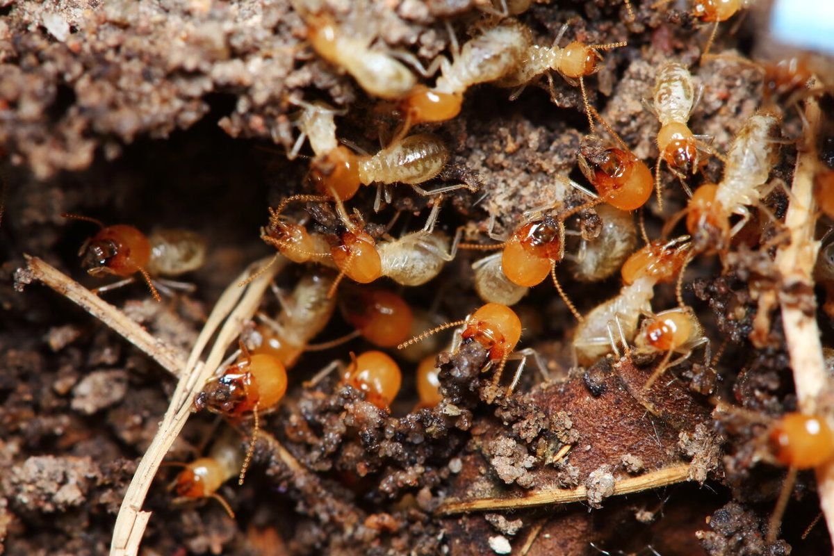 Cost of Termite Treatment in Oklahoma | Fixr.com