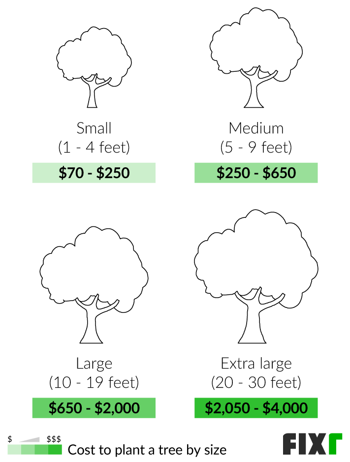 Fixr Tree Planting Cost Average Price To Plant A Tree Fixr Tree Planting Cost Average Price To Plant A Tree
