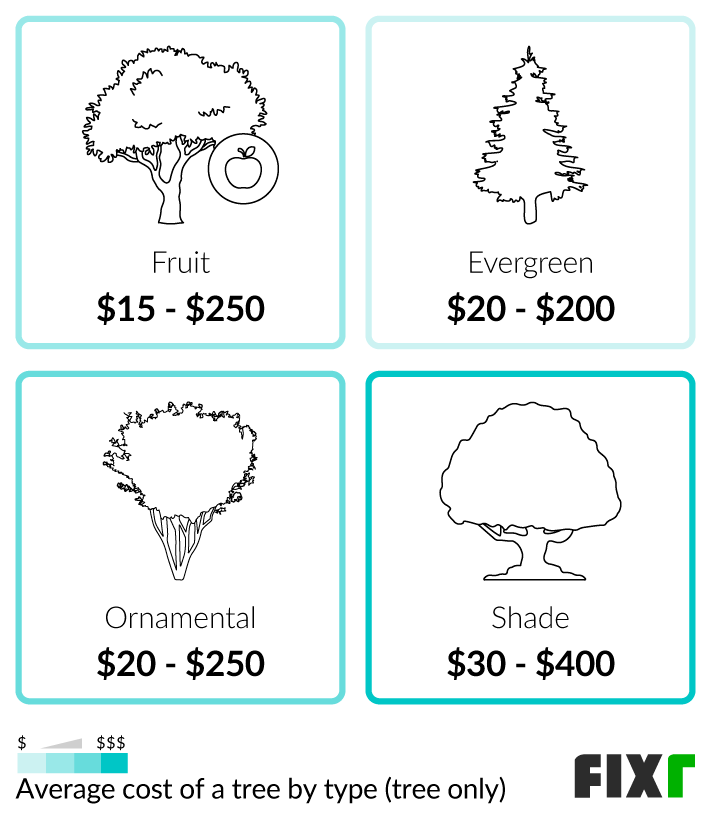 Fixr Tree Planting Cost Average Price To Plant A Tree Fixr Tree Planting Cost Average Price To Plant A Tree